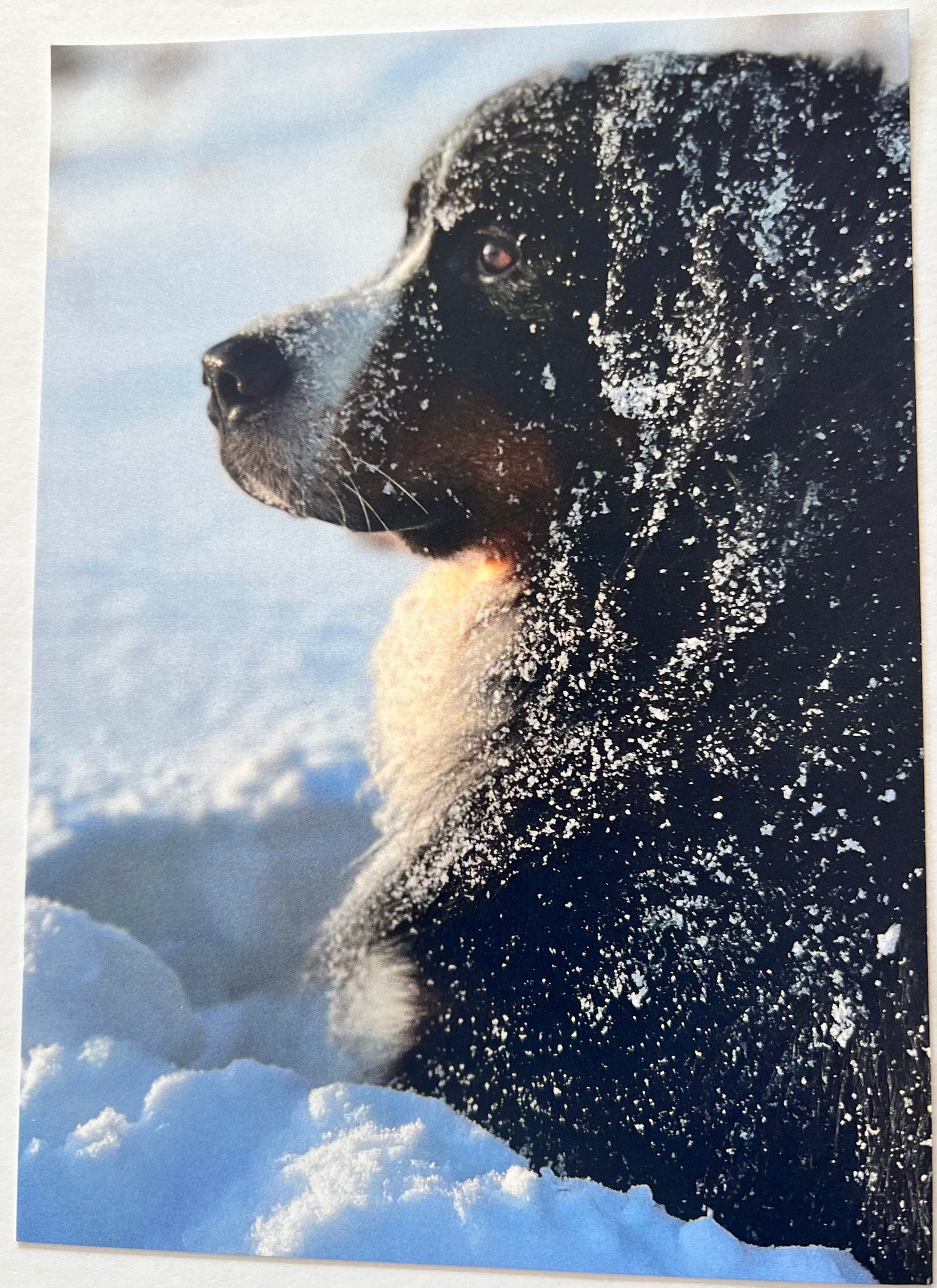 Bunsen Berner: The Science Dog Website – BunsenBerner