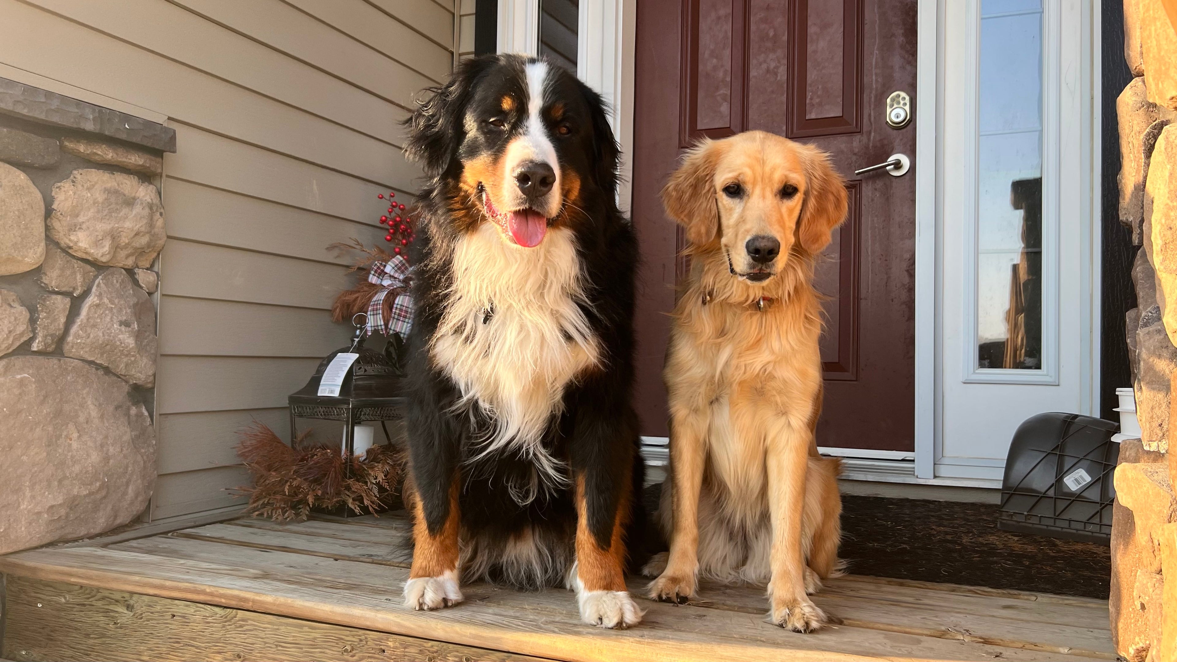 Bunsen Berner: The Science Dog Website – BunsenBerner