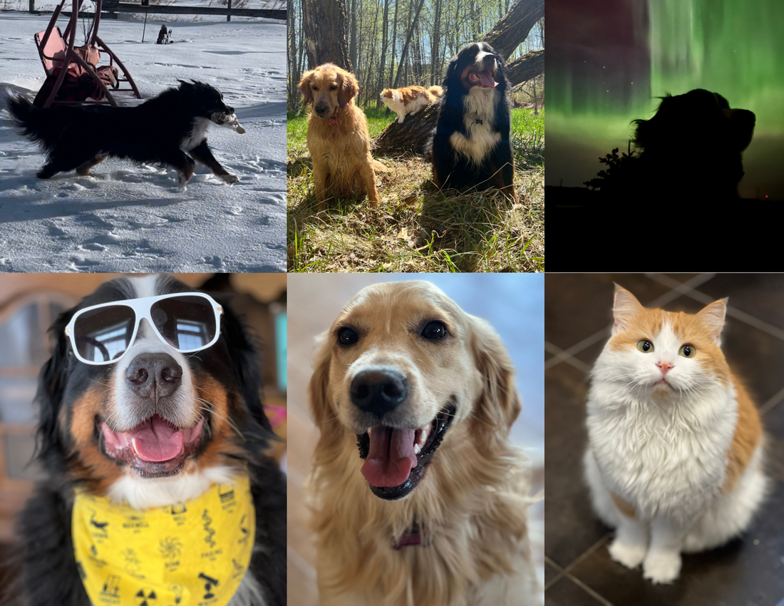 Bunsen Berner: The Science Dog Website – BunsenBerner