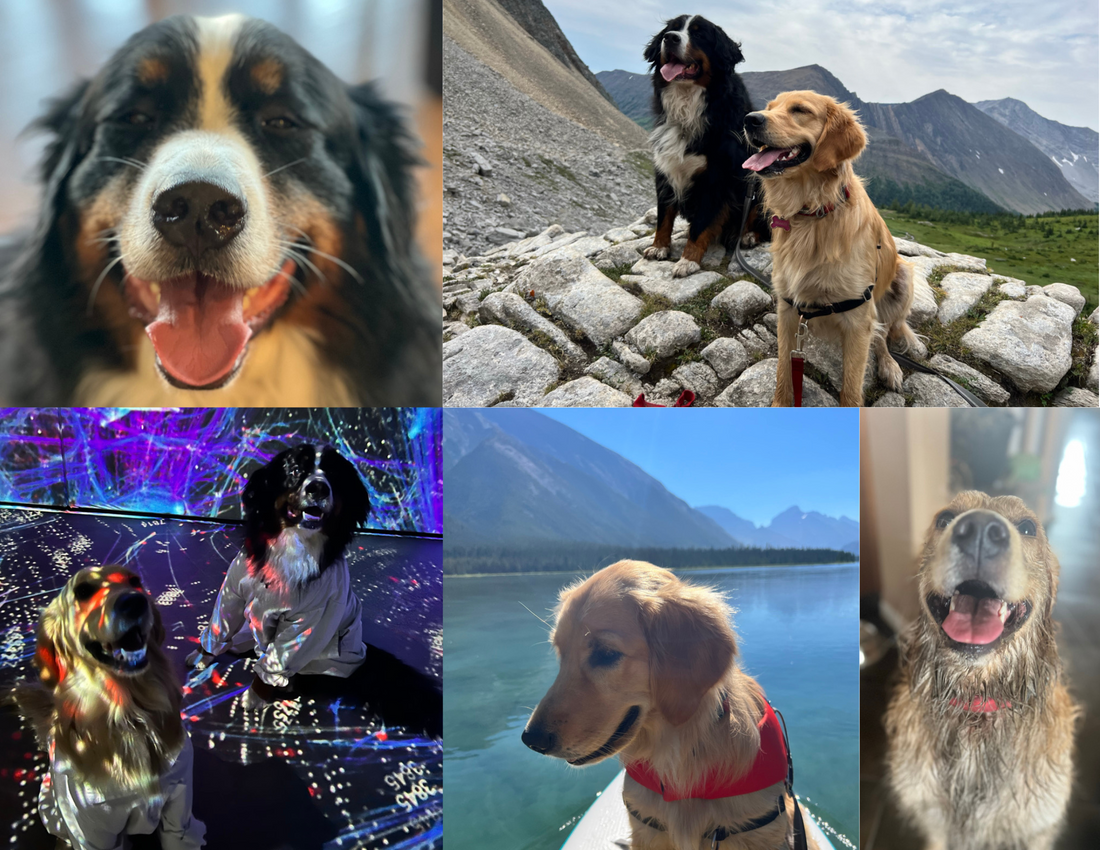 Bunsen Berner: The Science Dog Website – BunsenBerner